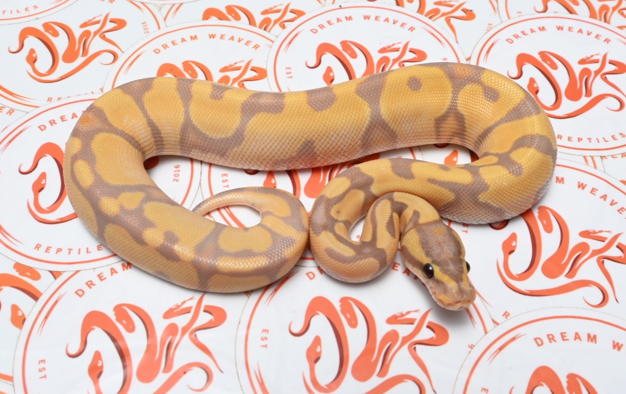 Banana Enchi Ball Python by Dream Weaver Reptiles - MorphMarket