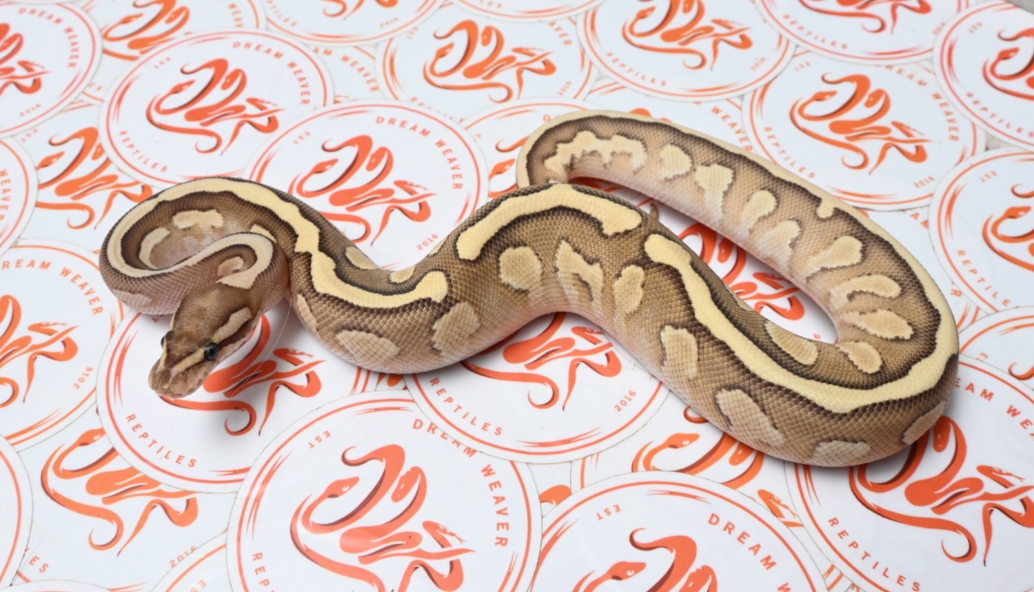 Pastel Butter Gravel Ball Python by Dream Weaver Reptiles - MorphMarket