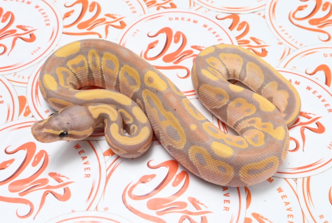 Banana (Possible Redstripe) Ball Python by Dream Weaver Reptiles ...