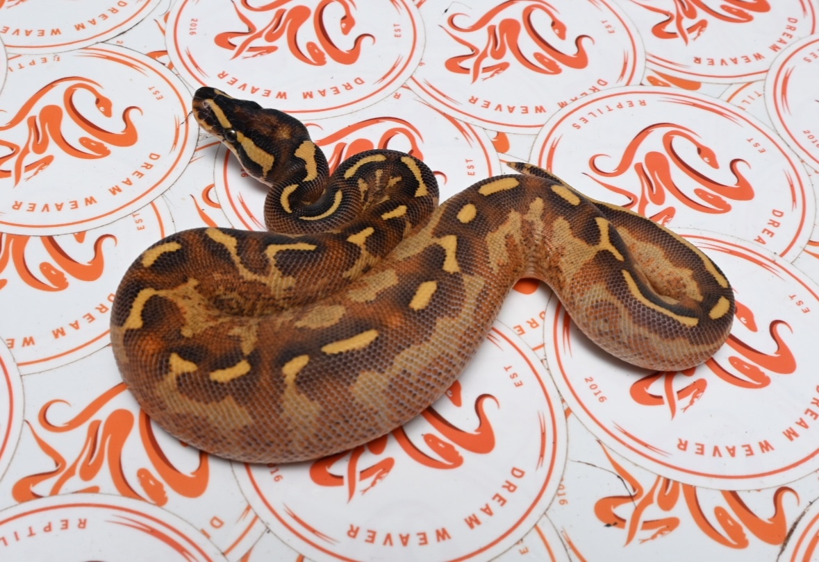 Enchi Freeway Ball Python by Dream Weaver Reptiles - MorphMarket