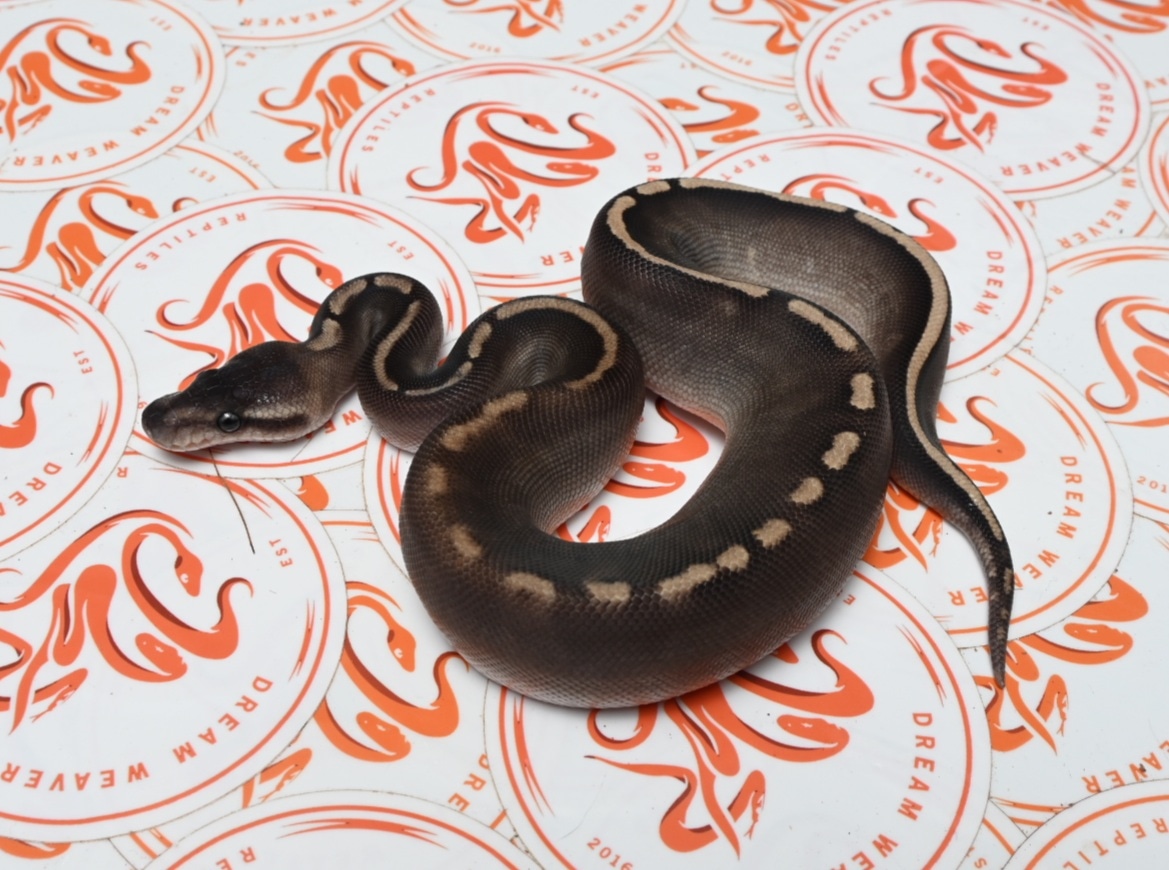 Cinnamon GHI Phantom Ball Python by Dream Weaver Reptiles - MorphMarket