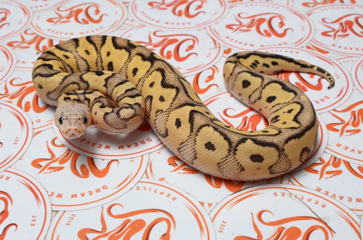 Firefly Clown Ball Python by Dream Weaver Reptiles - MorphMarket