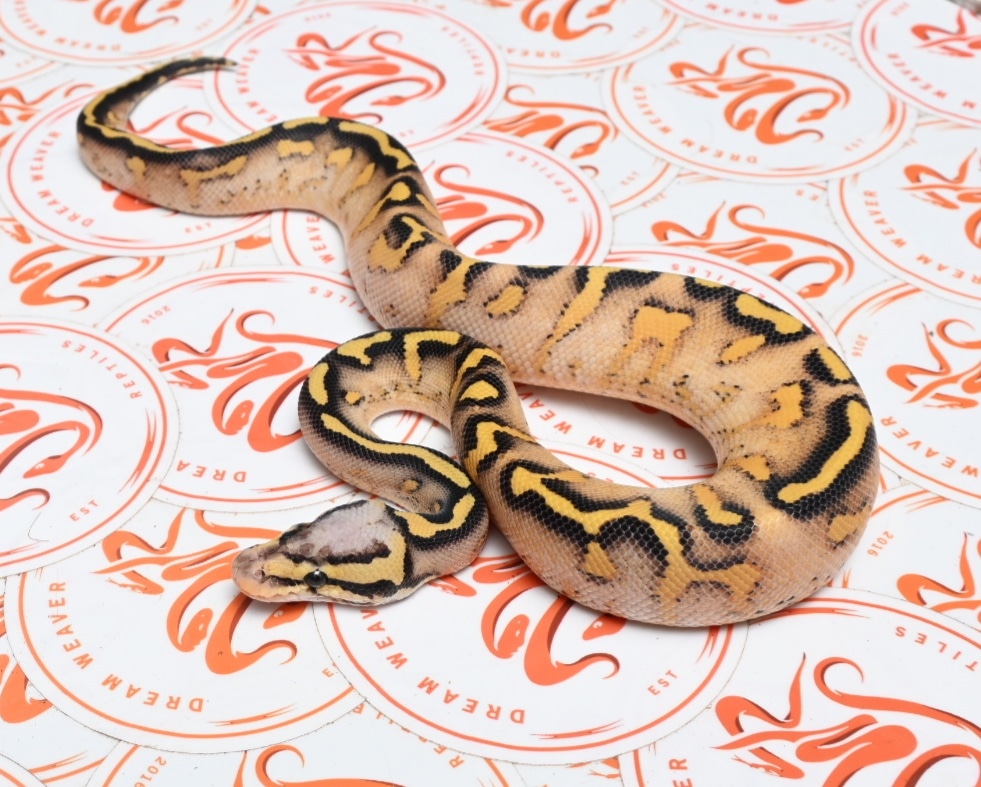 Pastel Super Gravel Ball Python by Dream Weaver Reptiles - MorphMarket