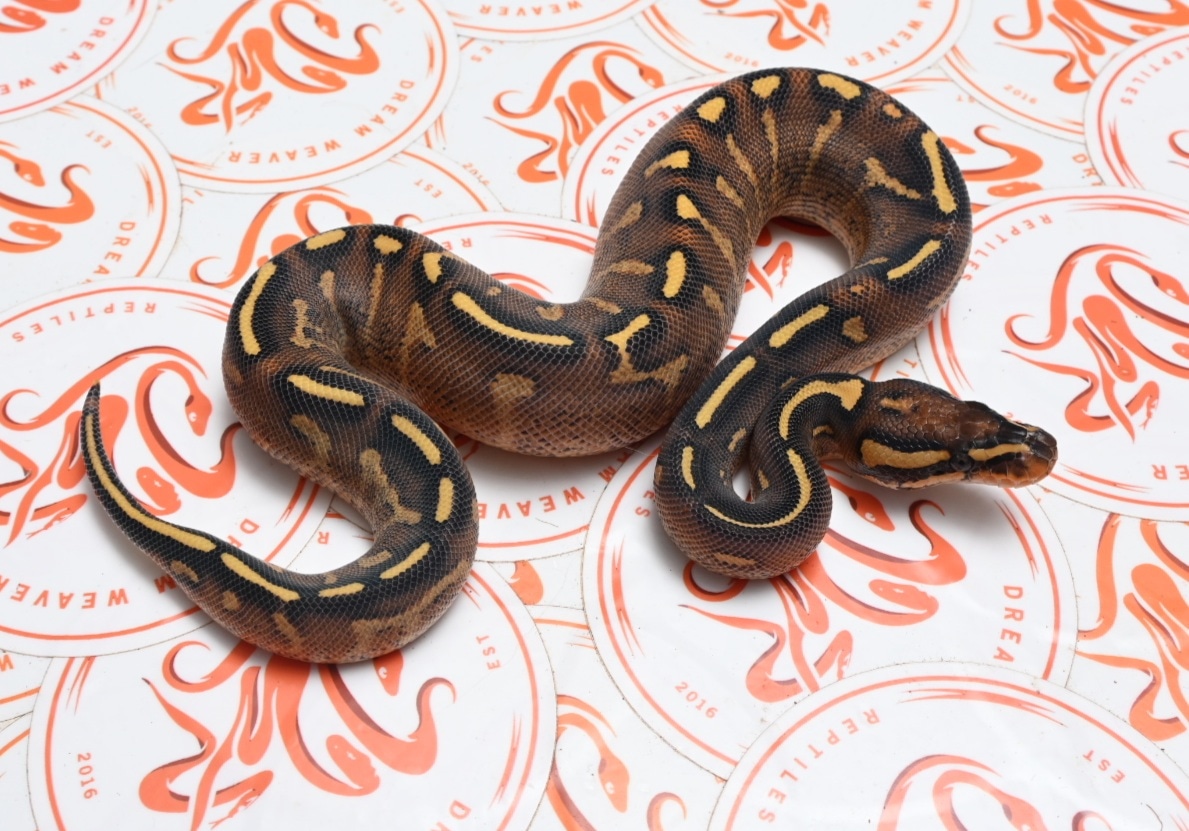 Super Gravel Ball Python by Dream Weaver Reptiles - MorphMarket