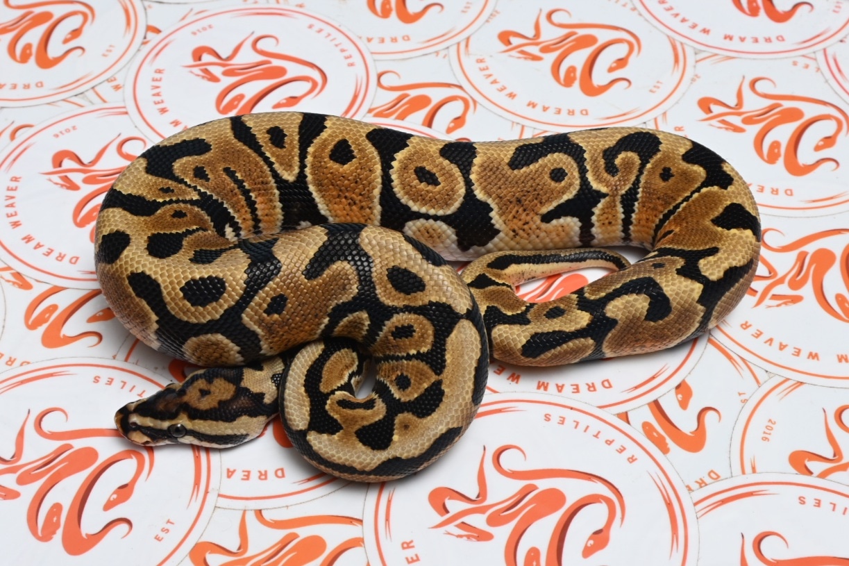 Spotnose Het. Clown Ball Python by Dream Weaver Reptiles - MorphMarket