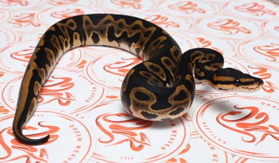 Leopard Wookie 100% Het. Clown Ball Python by Dream Weaver Reptiles