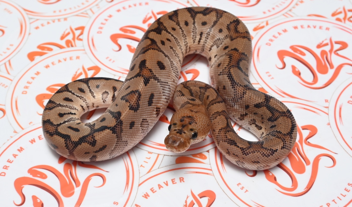 Hidden Gene Woma Clown Ball Python by Dream Weaver Reptiles - MorphMarket