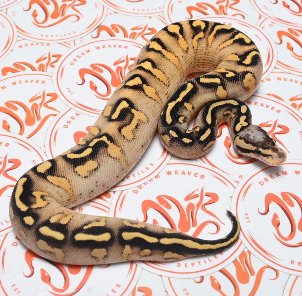 Pastel Super Gravel Ball Python by Dream Weaver Reptiles - MorphMarket