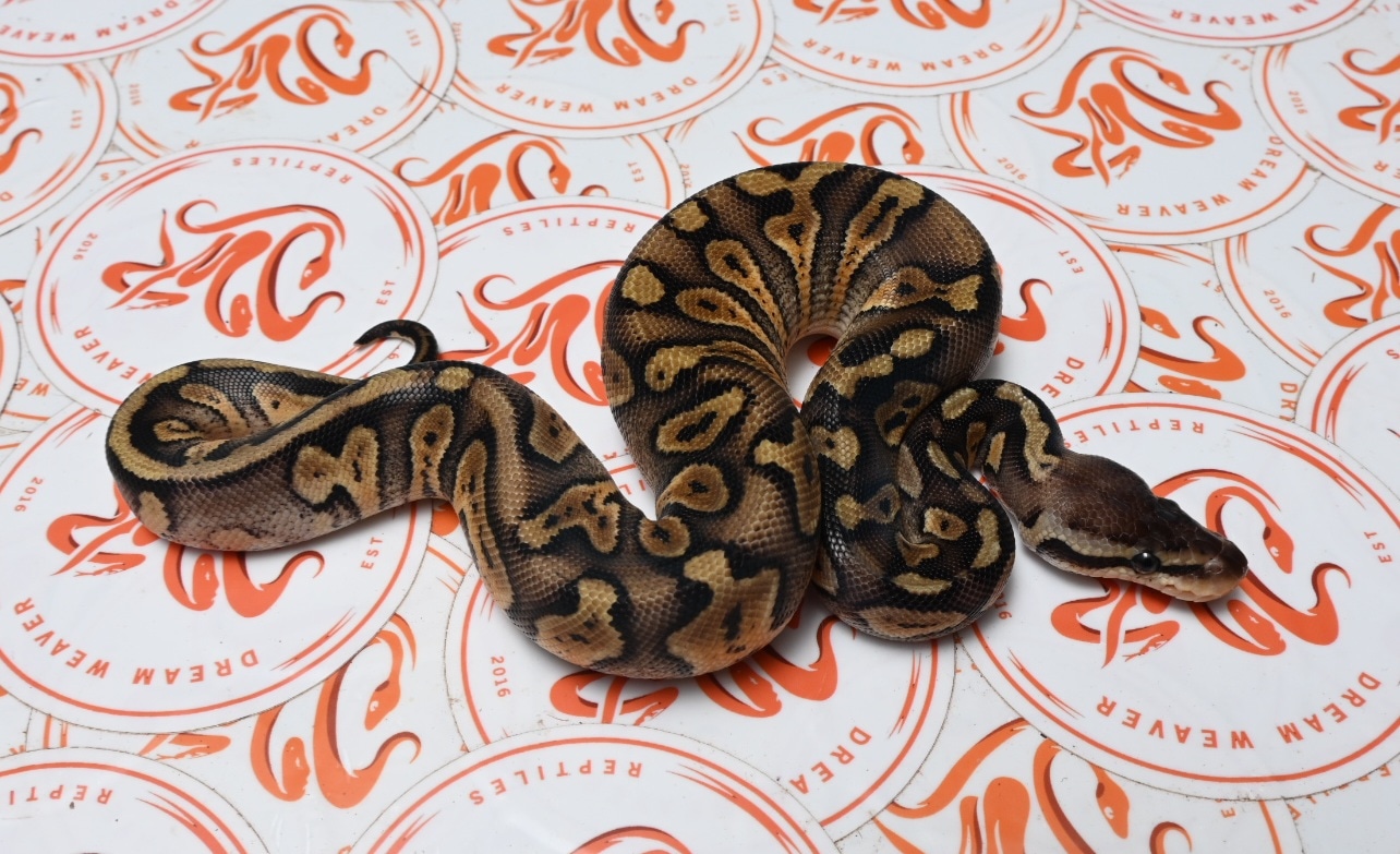 Pastel Leopard Yellowbelly Wookie Ball Python by Dream Weaver Reptiles ...