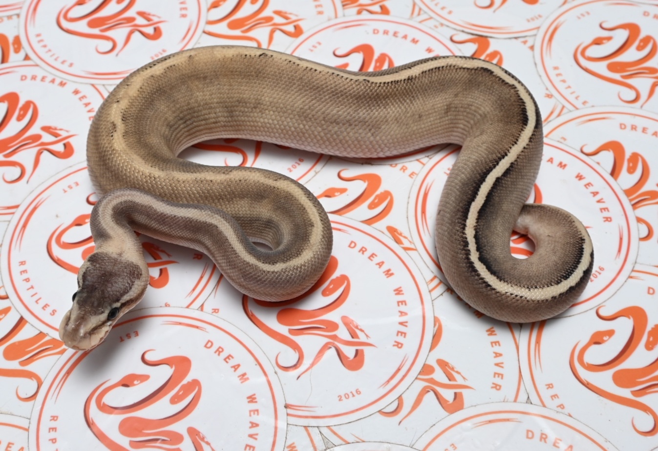 Pastel Leopard GHI Redstripe Lesser Posible Wookie Ball Python by Dream ...