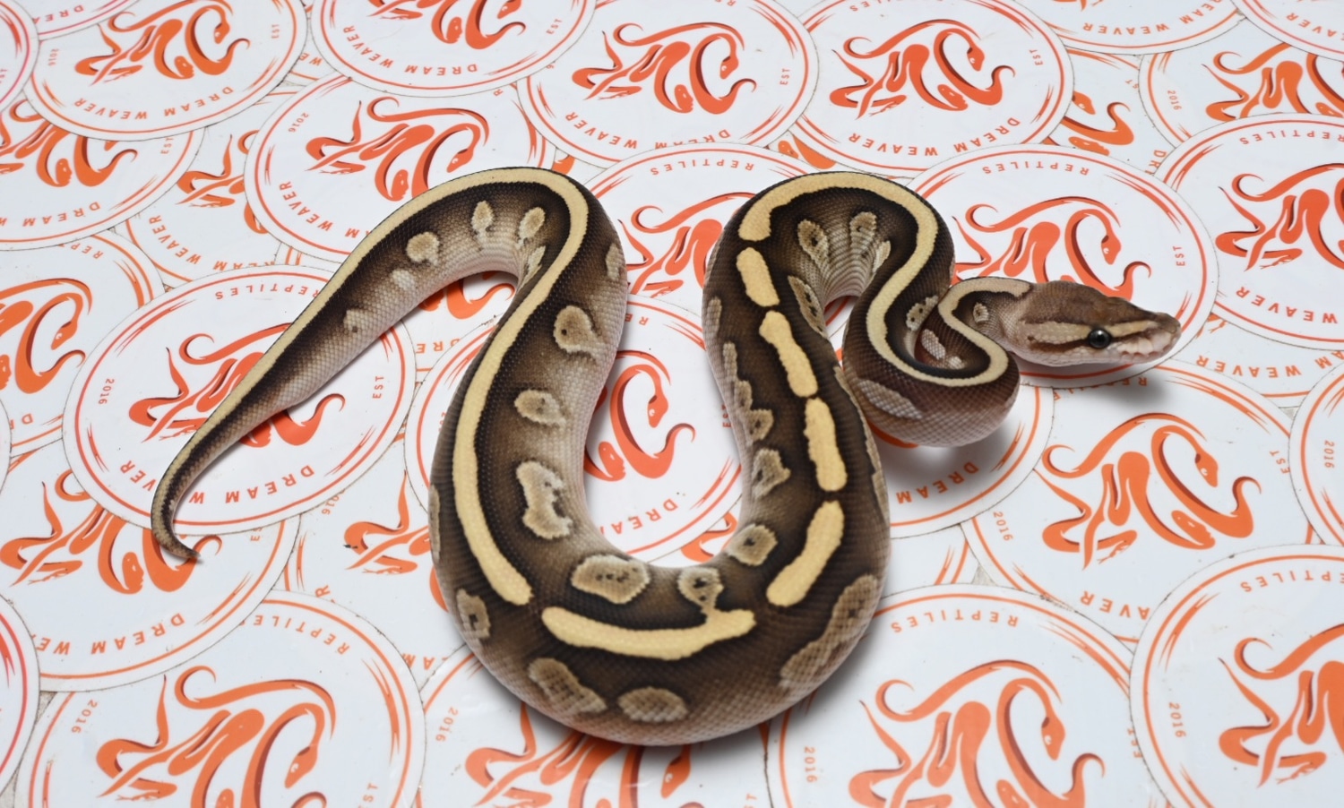 Butter Wookie Redstripe Ball Python by Dream Weaver Reptiles - MorphMarket