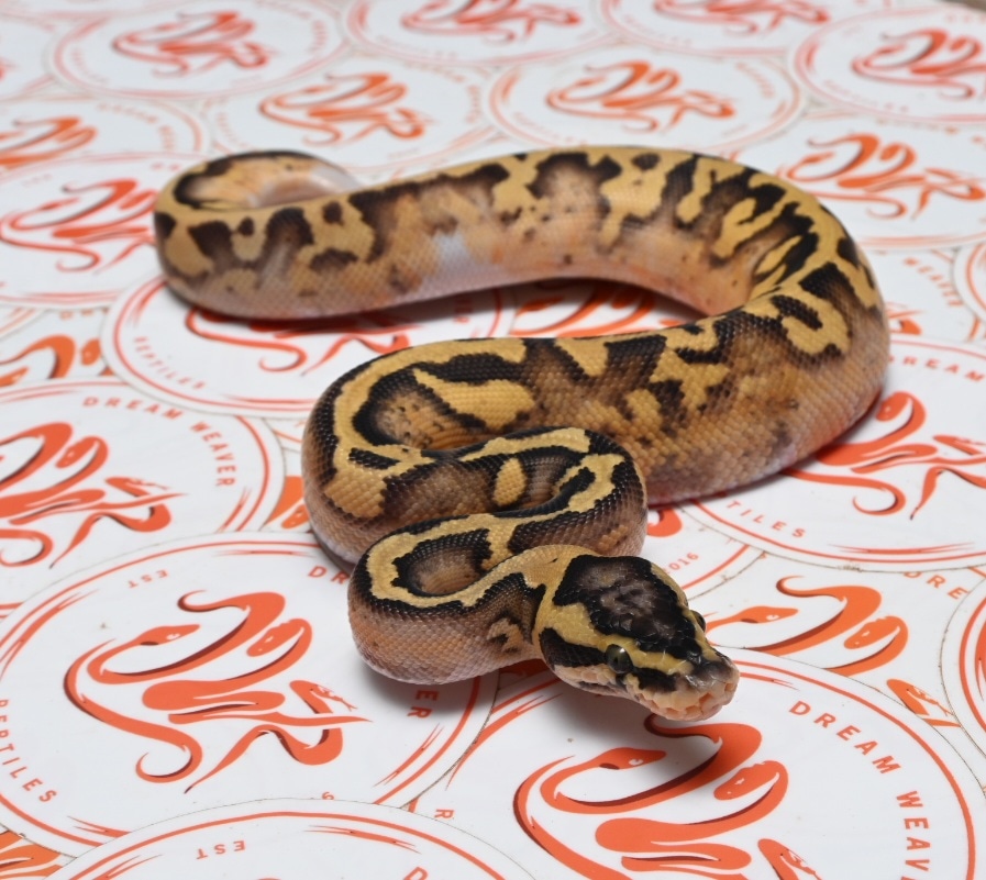 Pastel Enchi Pied Possible Yellowbelly Ball Python by Dream Weaver ...
