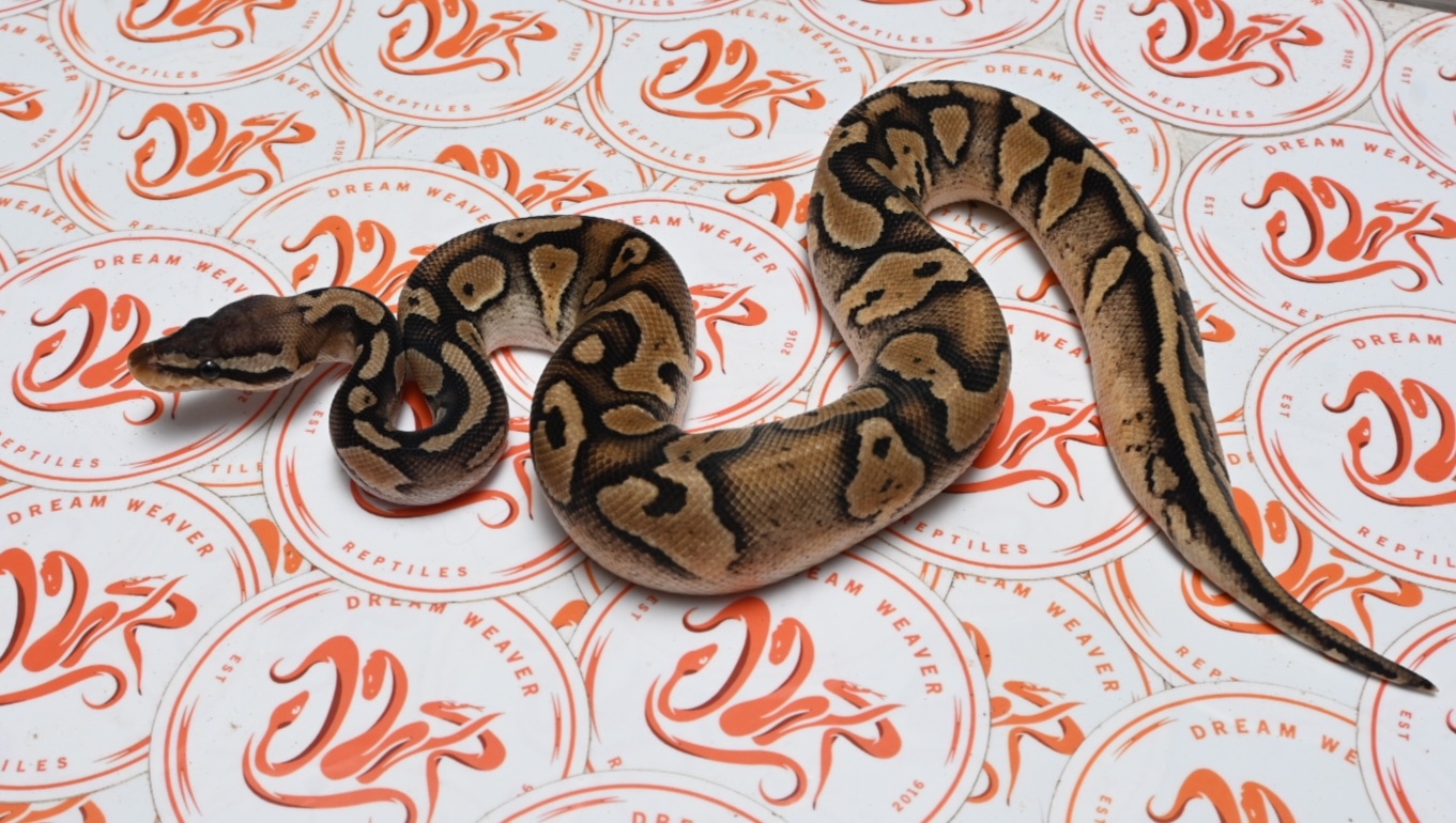 Pastel Yellowbelly Wookie Ball Python by Dream Weaver Reptiles - MorphMarket