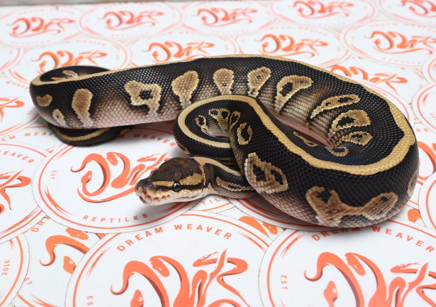 Wookie Lesser Possible Redstripe Ball Python by Dream Weaver Reptiles ...