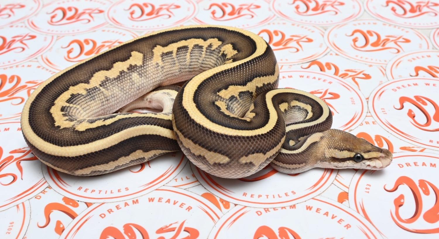 Butter Leopard Black Pastel Wookie Possible Redstripe 66% Het. Pied ...