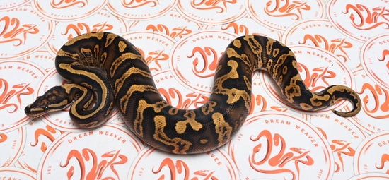 GHI Confusion Yellowbelly Het. Lavender Albino Ball Python by Dream ...