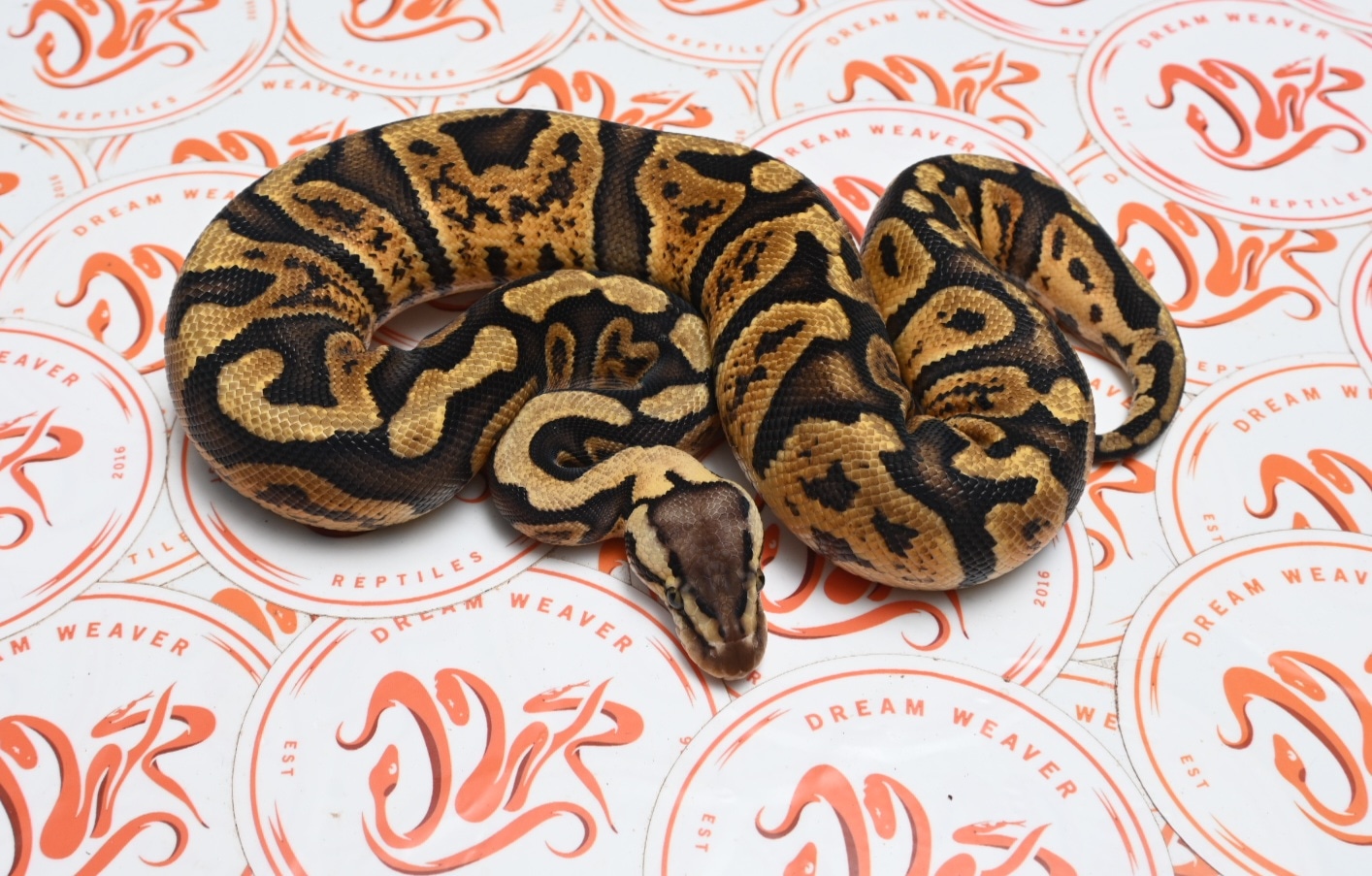 Pastel GHI Het. Clown Ball Python by Dream Weaver Reptiles - MorphMarket