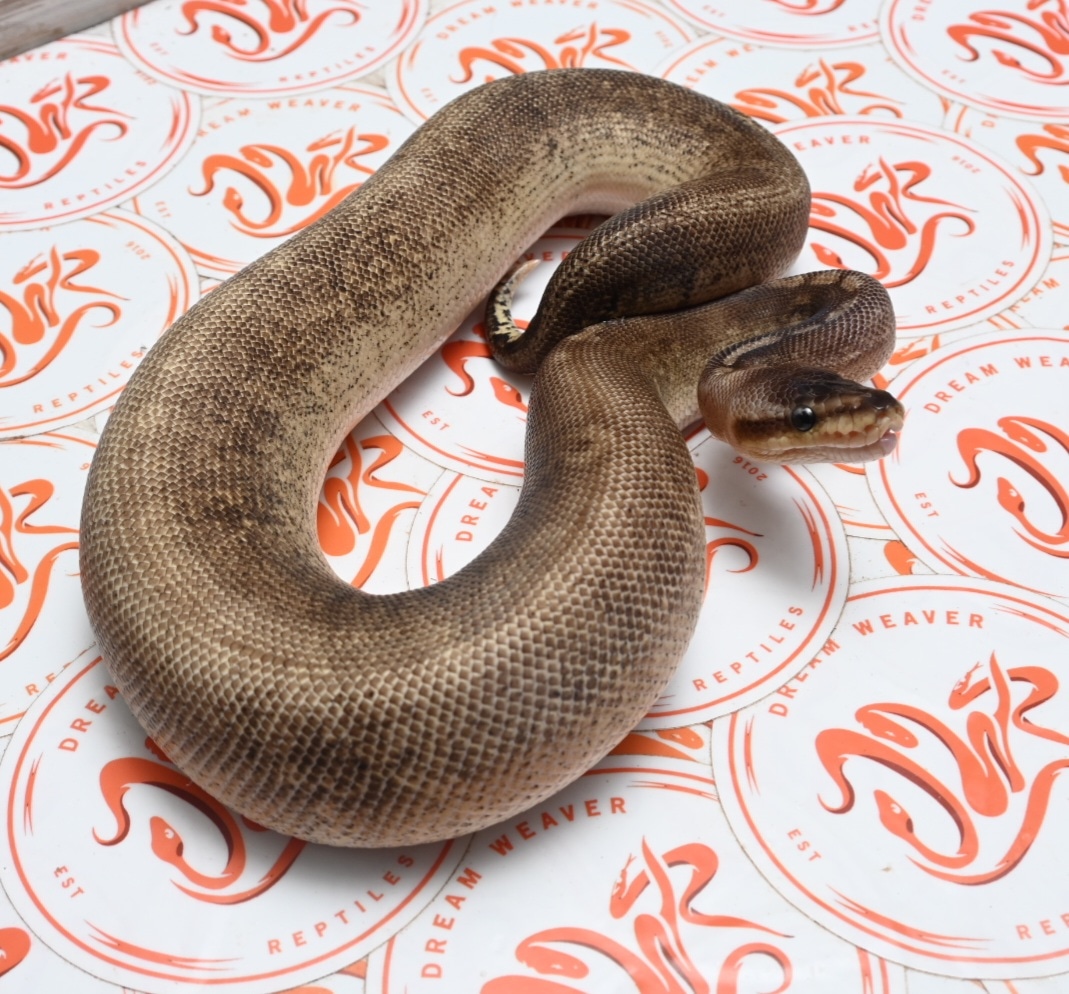 Black Pewter GHI Yellowbelly Ball Python by Dream Weaver Reptiles ...