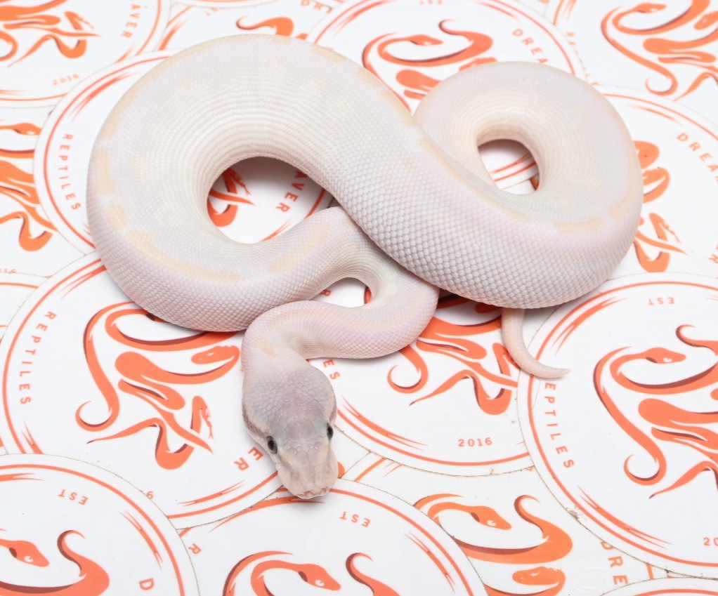 Invisiball BEL Ball Python by Dream Weaver Reptiles - MorphMarket