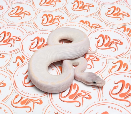 Invisiball BEL Ball Python by Dream Weaver Reptiles