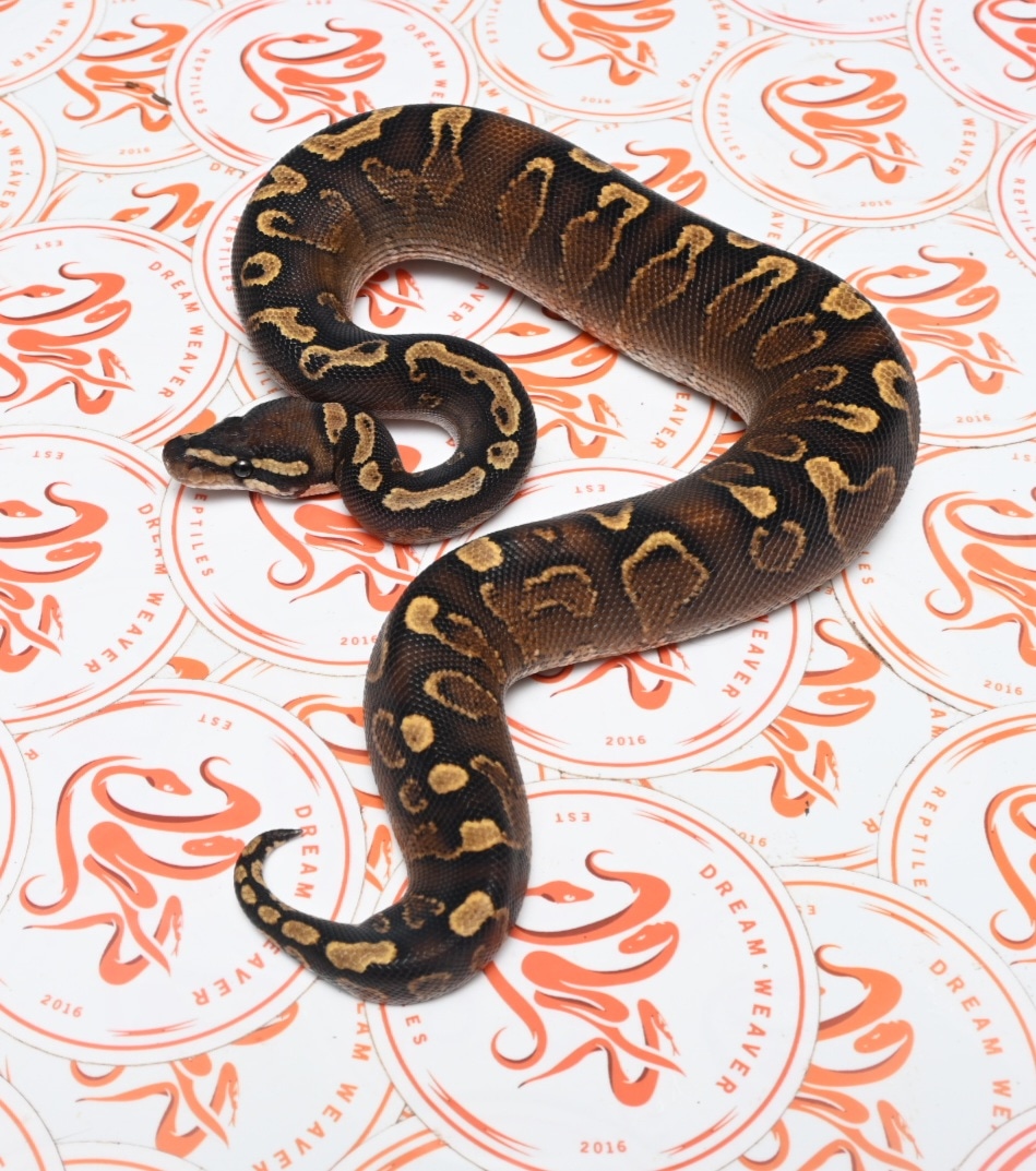 GHI Yellowbelly Het. Lavender Albino Ball Python by Dream Weaver ...