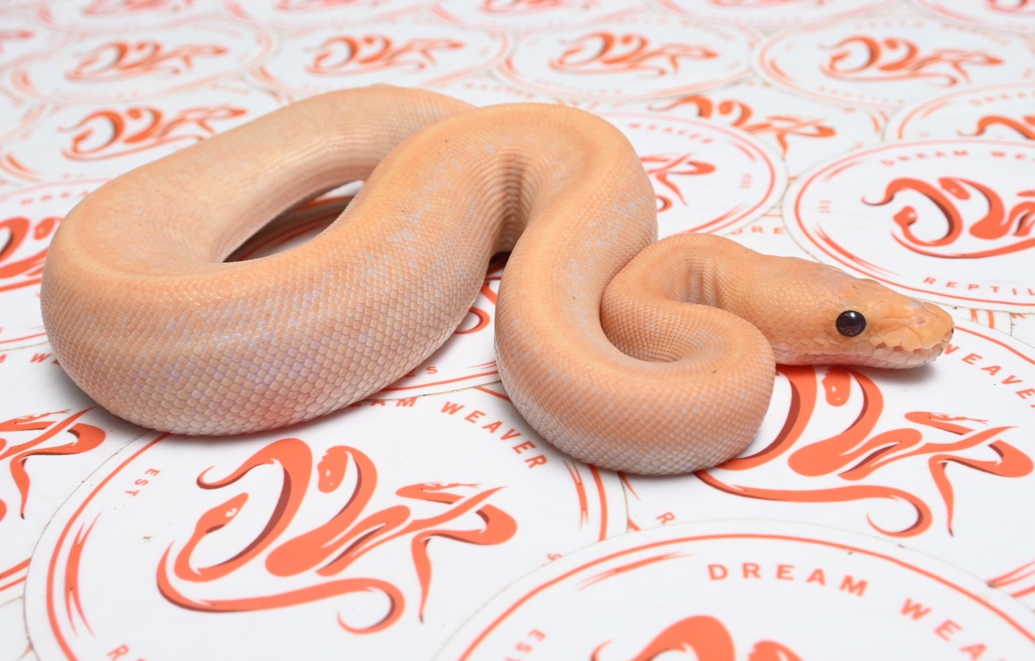 Banana Champagne Redstripe Ball Python by Dream Weaver Reptiles ...