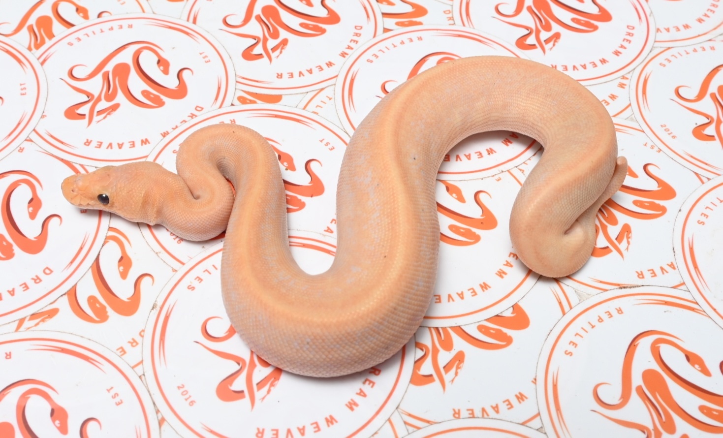 Banana Champagne Redstripe Ball Python by Dream Weaver Reptiles ...