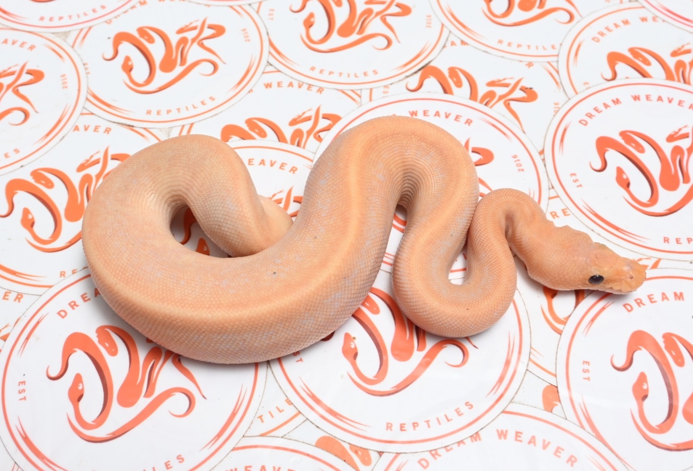 Banana Champagne Redstripe Ball Python by Dream Weaver Reptiles ...