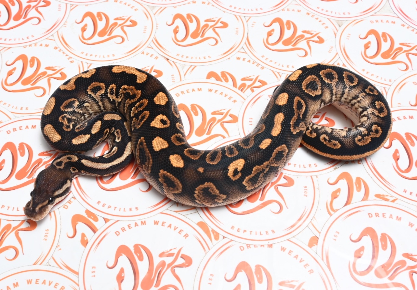 Black Pastel Yellowbelly Nanny Ball Python by Dream Weaver Reptiles - MorphMarket