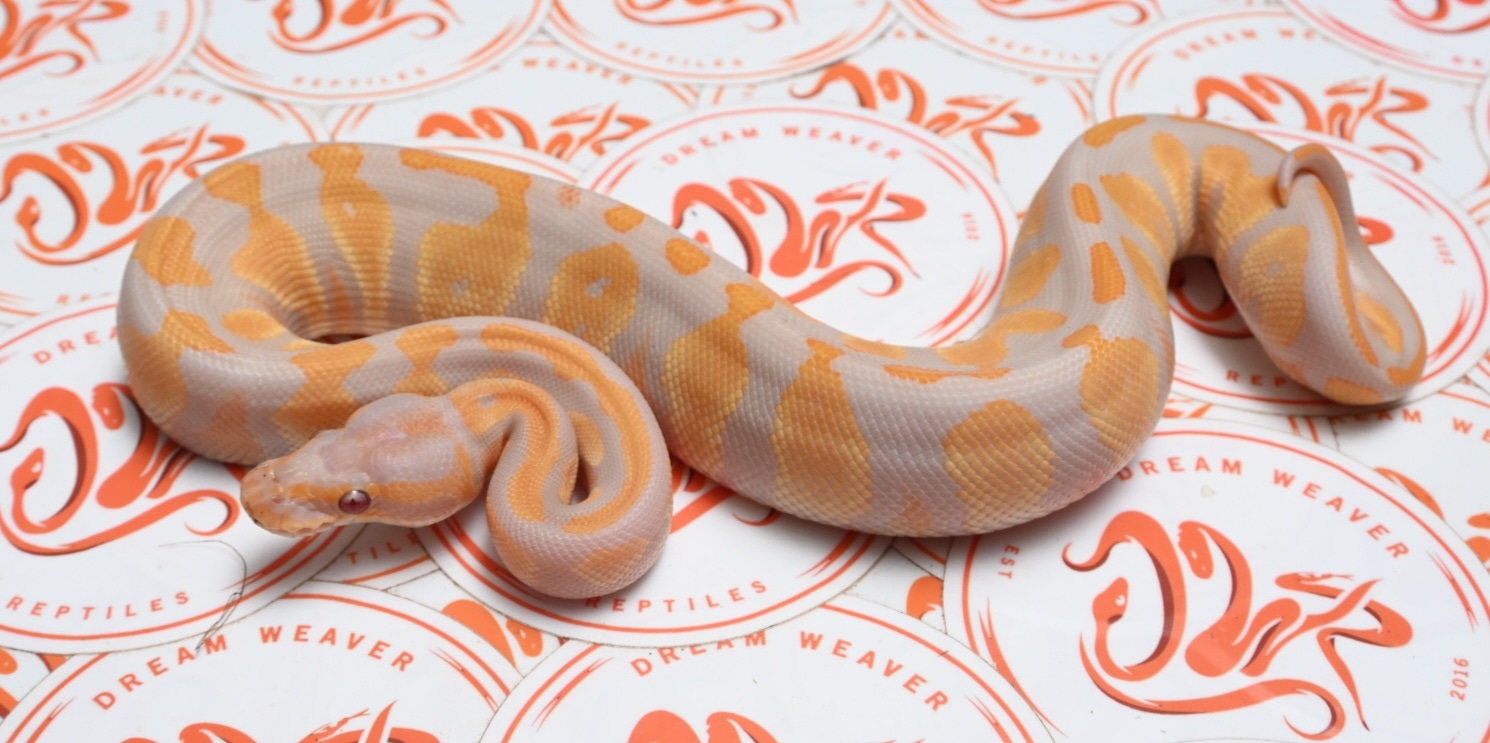 Blackhead Lavender Albino 66% Het Pied/Clown Ball Python by Dream ...