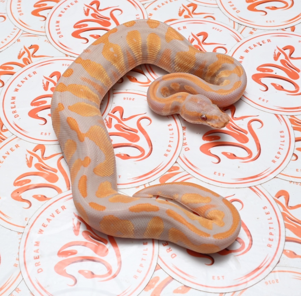 Blackhead Lavender Albino 66% Het Pied/Clown Ball Python by Dream ...