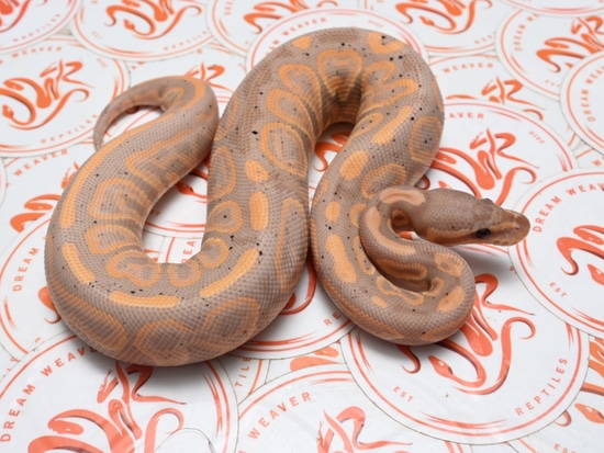 Black Pastel Mahogany Asphalt Coral Glow Ball Python by Dream Weaver ...