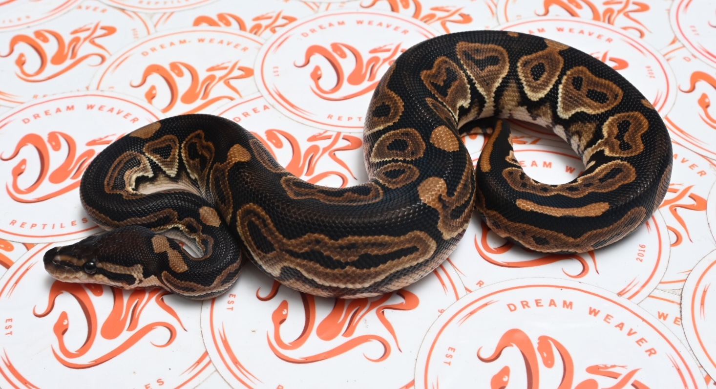 Black Pastel Wookie 50% Het. Pied Ball Python by Dream Weaver Reptiles ...