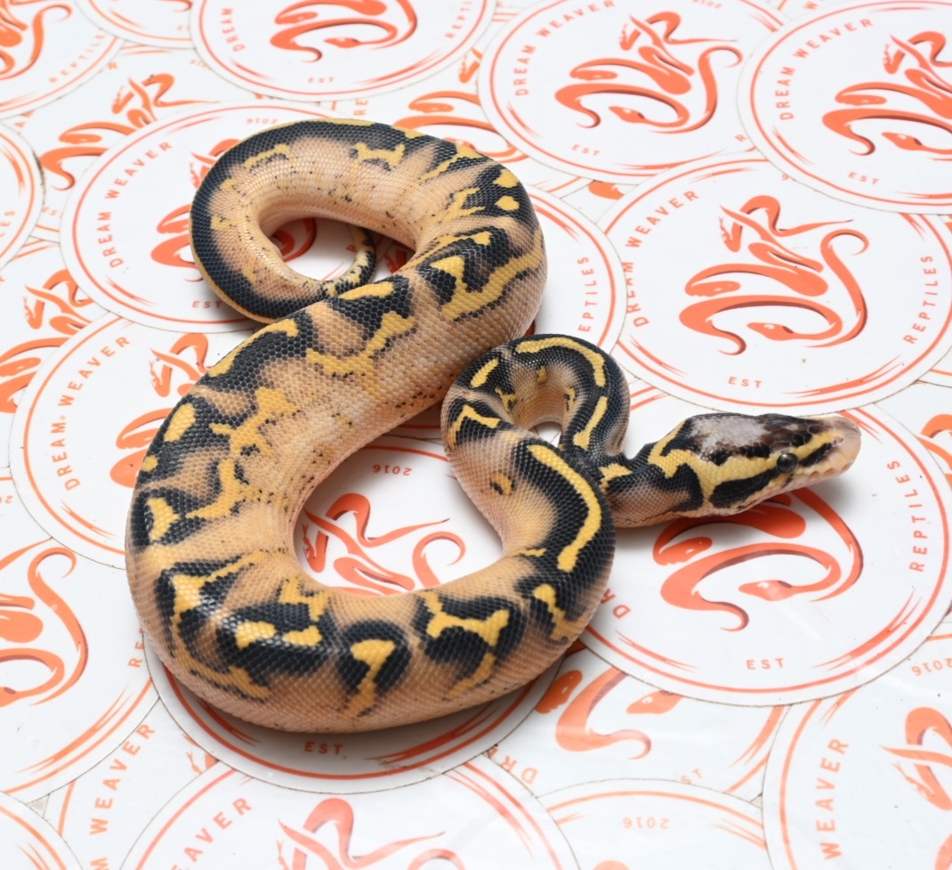 Pastel GHI Freeway Ball Python by Dream Weaver Reptiles - MorphMarket