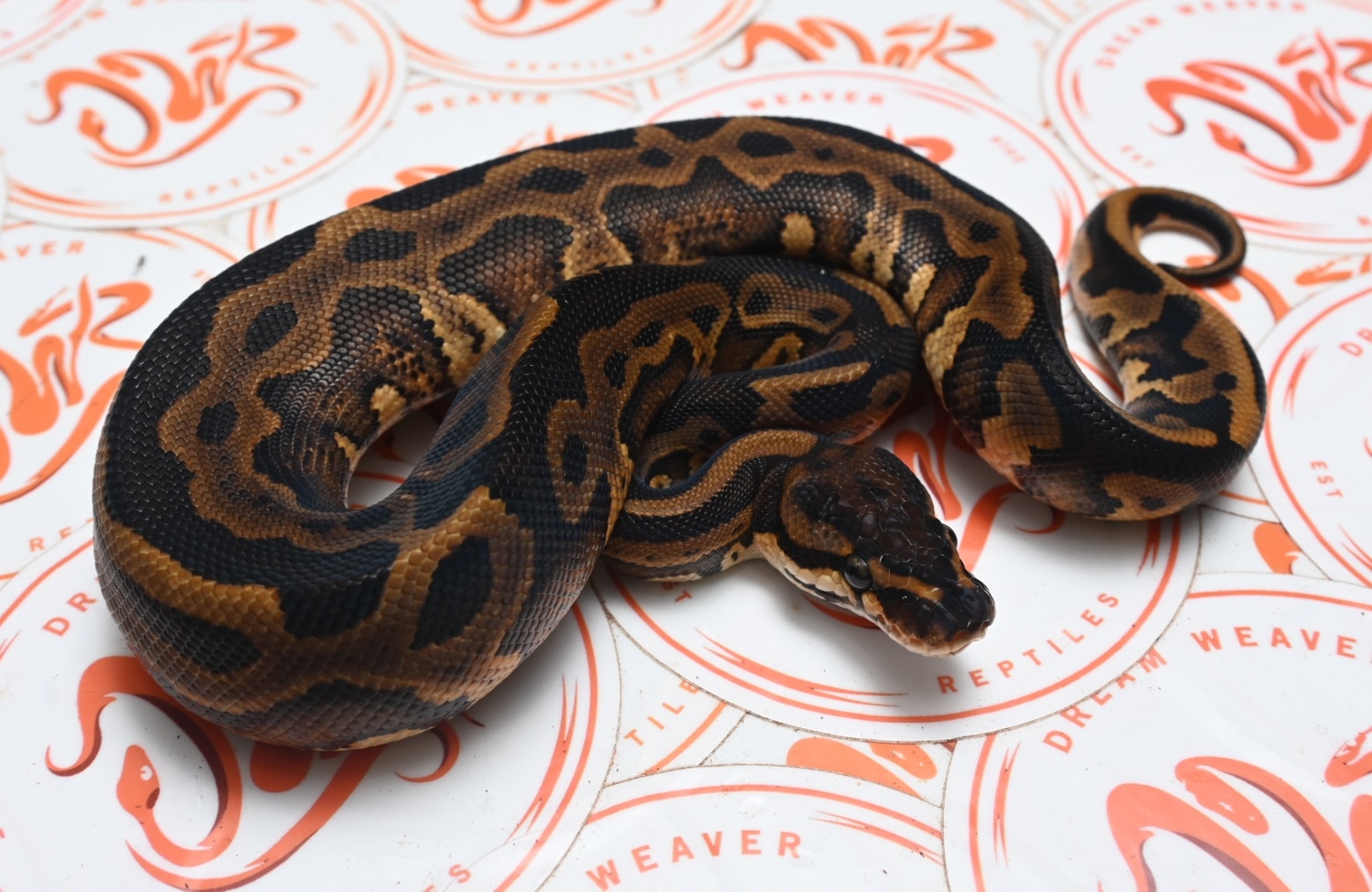 Leopard Redstripe Possible Blackhead 66% Het Clown 50% Het Pied ...