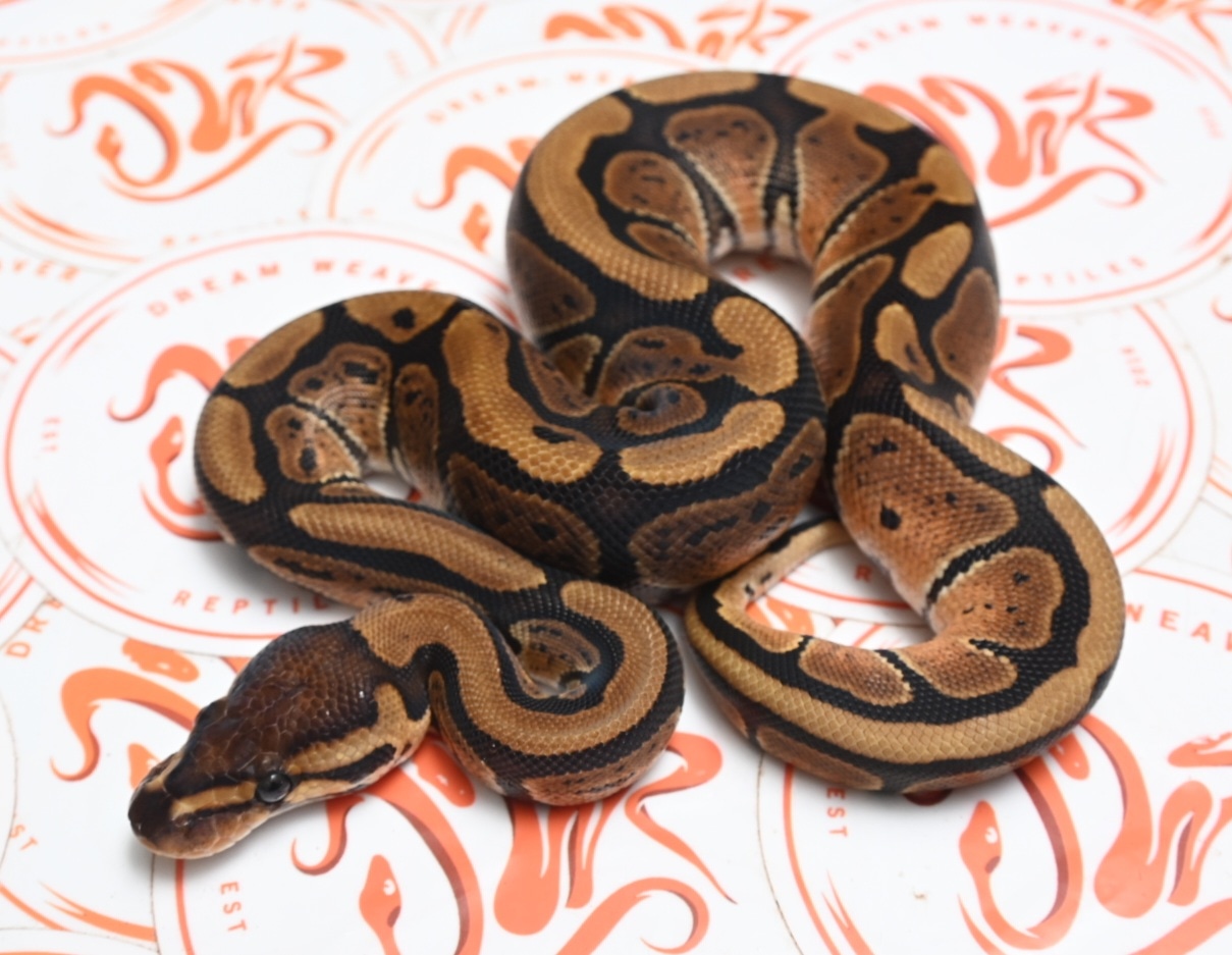 Redstripe 66% Het. Clown 50% Het. Pied/Lavender Albino Ball Python by ...