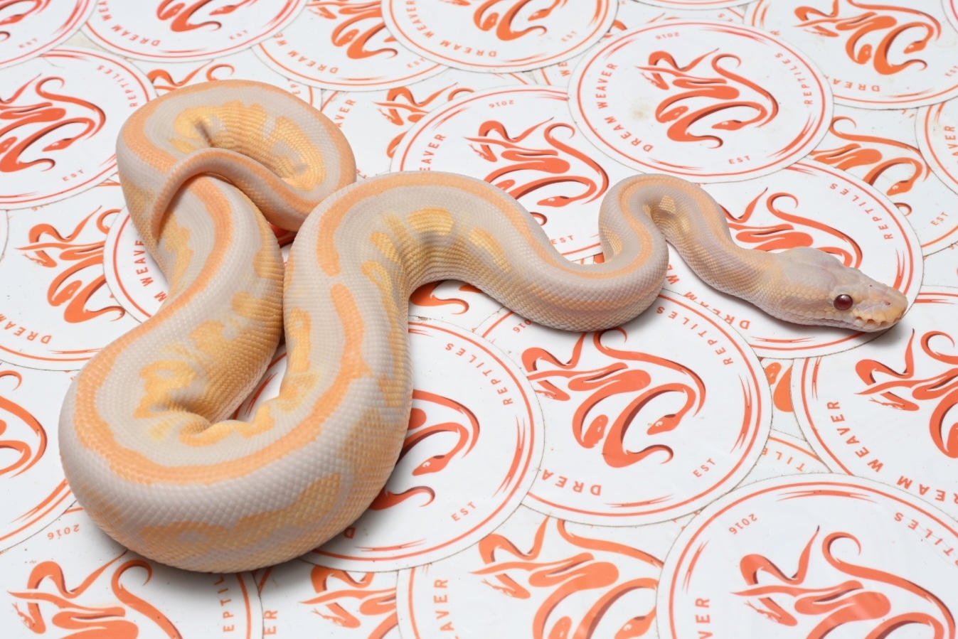 Leopard Black Head Cinnamon Lavender Albino 66% Het. Clown/Pied Ball ...