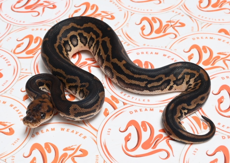 Leopard Blackhead Redstripe Clown 50% Het. Pied/Lavender Albino Ball ...