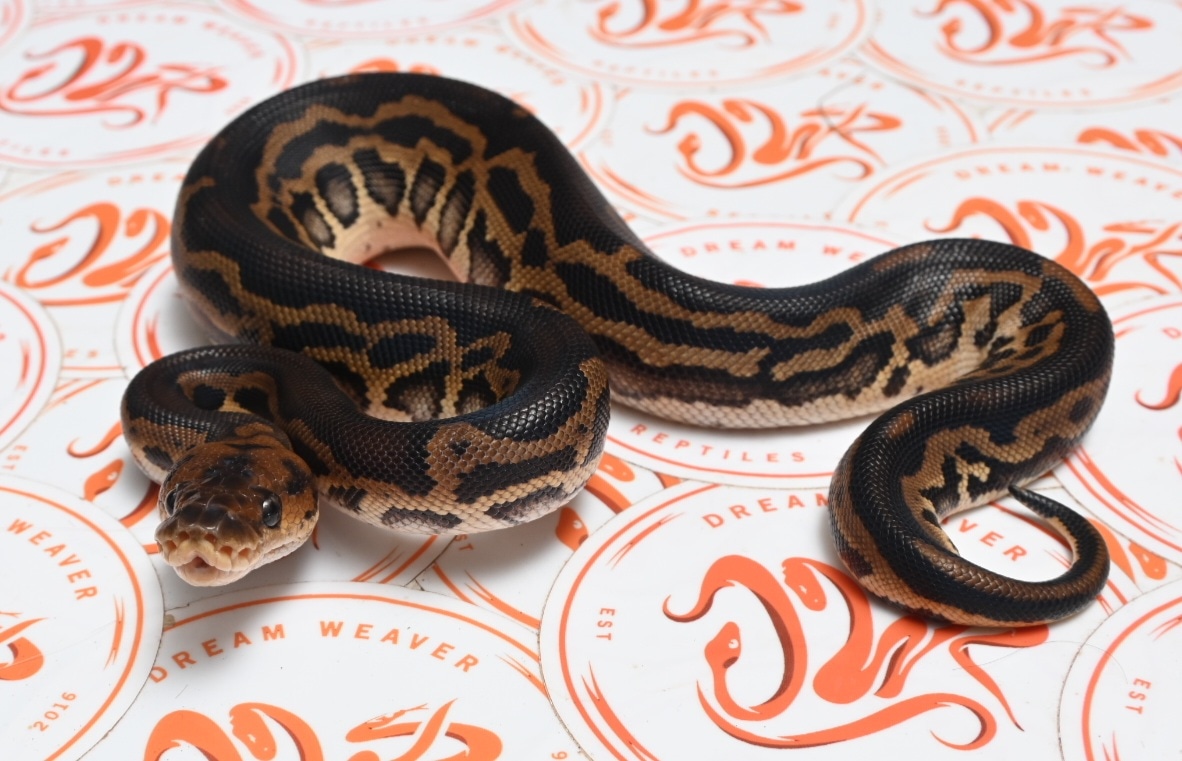 Leopard Blackhead Clown Possible Redstripe 50% Het. Pied/Lavender ...