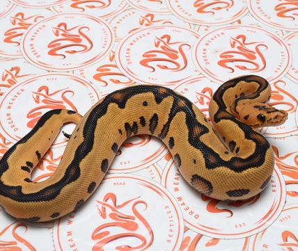 Leopard Blackhead Redstripe Clown 50% Het. Pied/Lavender Albino Ball ...