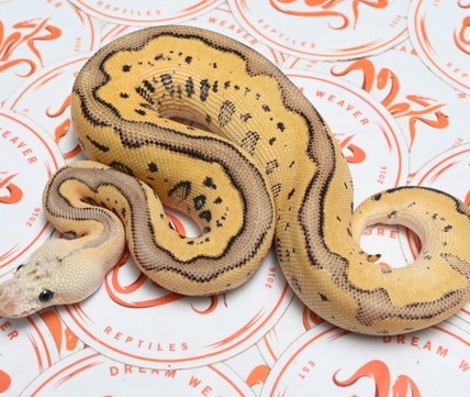 Black Pastel Redstripe Yellowbelly Banana Het. Clown Ball Python by ...