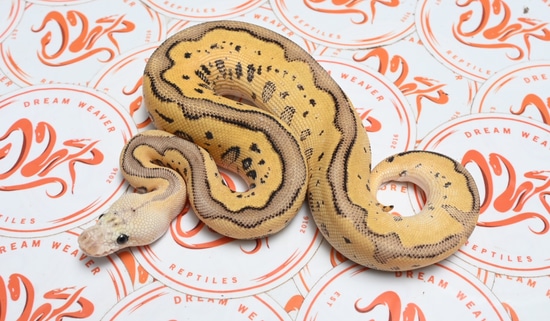 Pastel Fire Leopard Clown Ball Python by Dream Weaver Reptiles