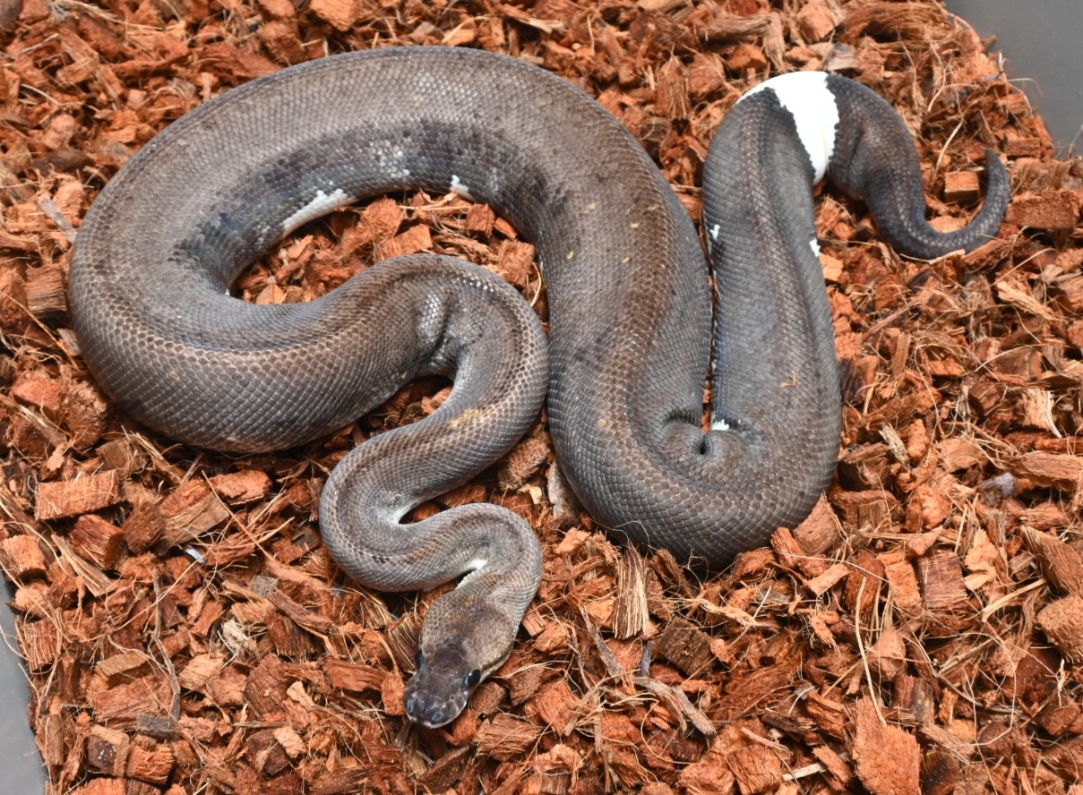 Pastel Super Cinnamon Sandblast 66% Het Pied Ball Python by Dream ...