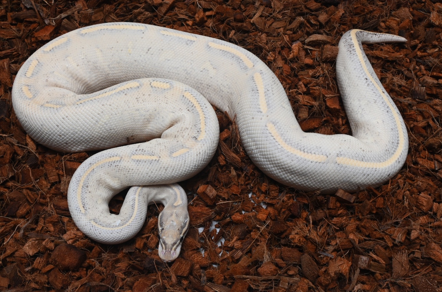 Highway Ball Python by Dream Weaver Reptiles - MorphMarket