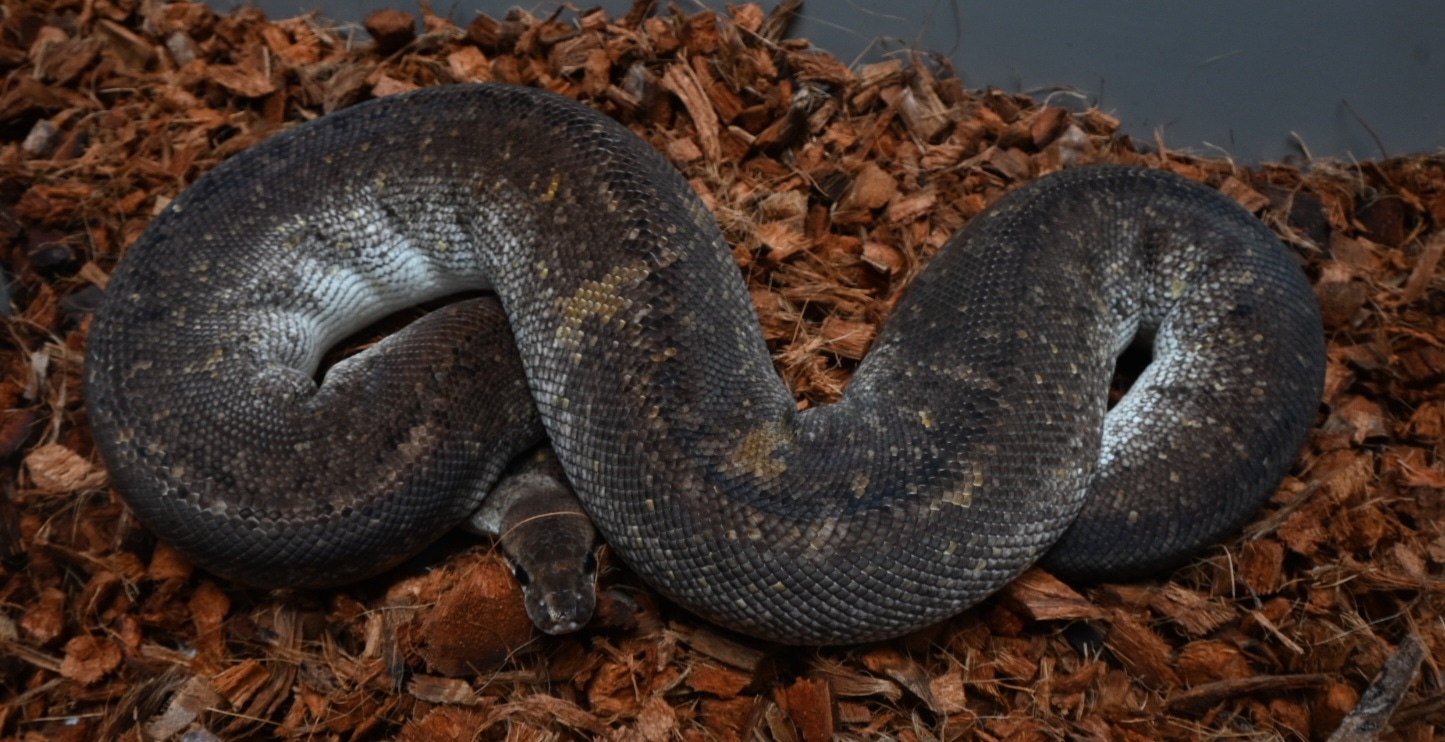 Super Black Pewter Ball Python by Dream Weaver Reptiles - MorphMarket