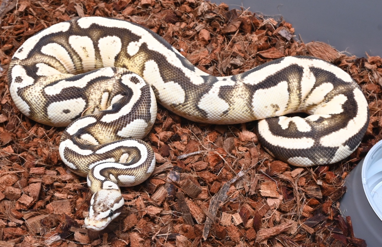 Firefly Gravel/Yellowbelly Ball Python by Dream Weaver Reptiles ...