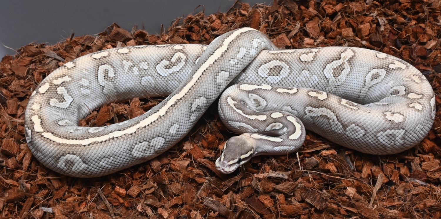 Phantom Special Nanny Ball Python by Dream Weaver Reptiles - MorphMarket