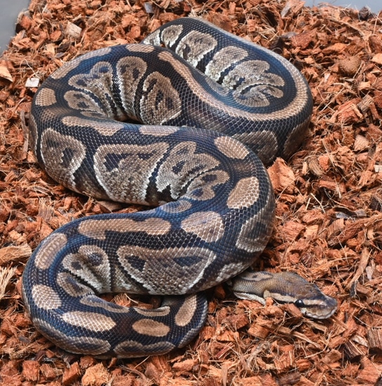 Nanny Ball Python by Dream Weaver Reptiles