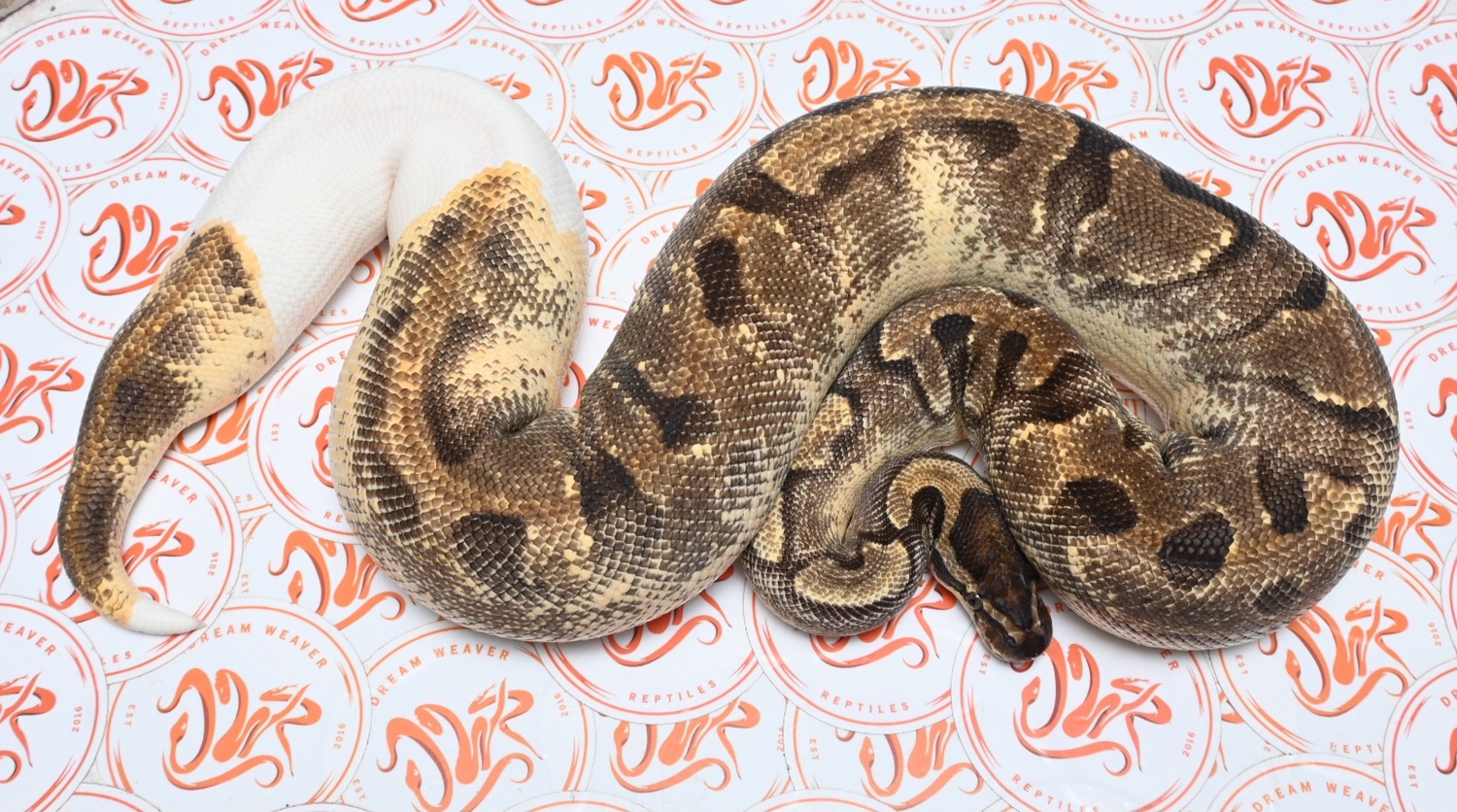 Enchi Pied Ball Python by Dream Weaver Reptiles - MorphMarket