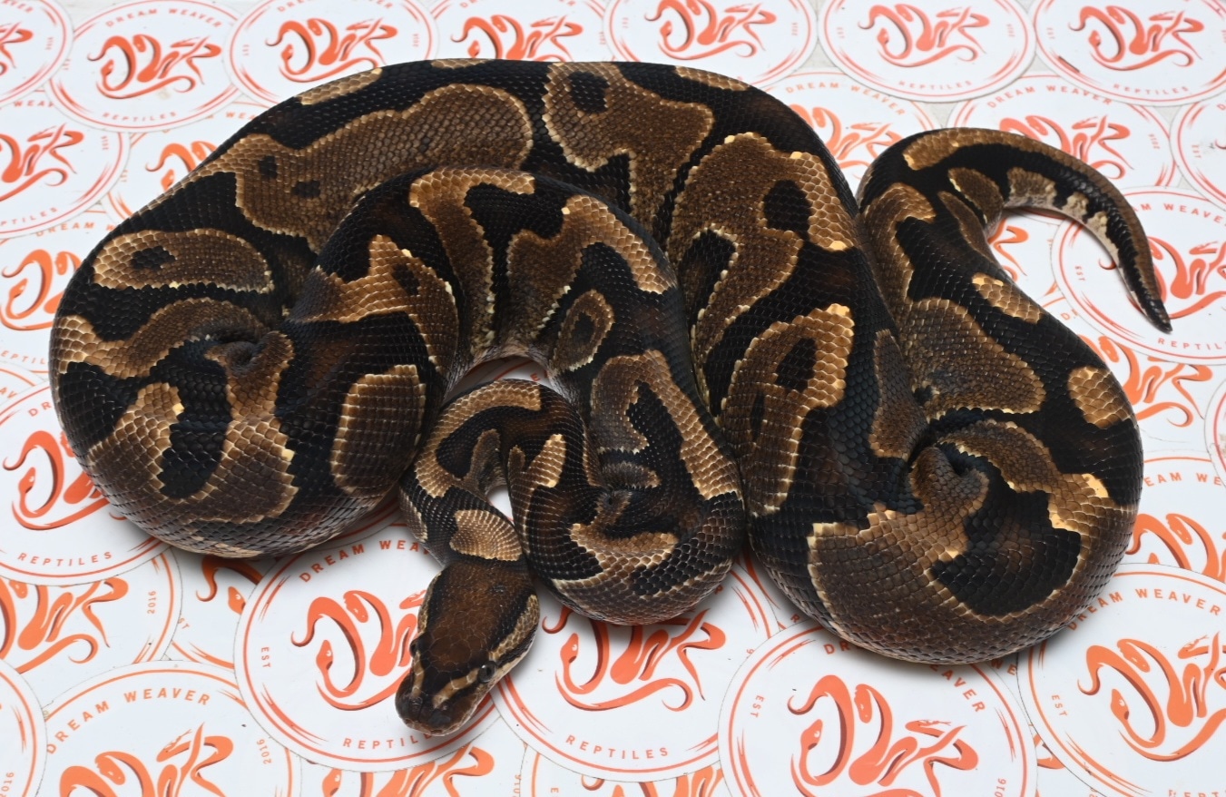 Yellowbelly/Gravel Ball Python by Dream Weaver Reptiles - MorphMarket